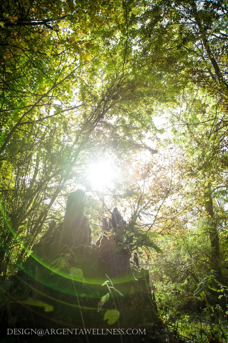Shinrin-yoku - Forest Bathing — Journal of Biophilic Design