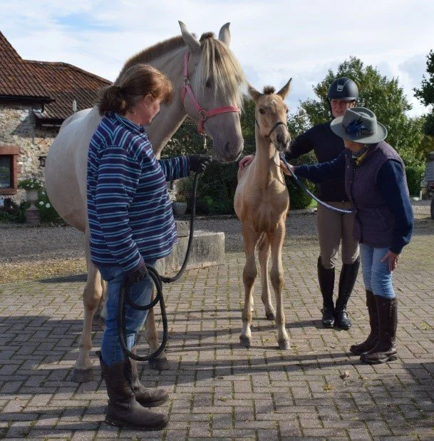 Blackdown Hills Riding Club