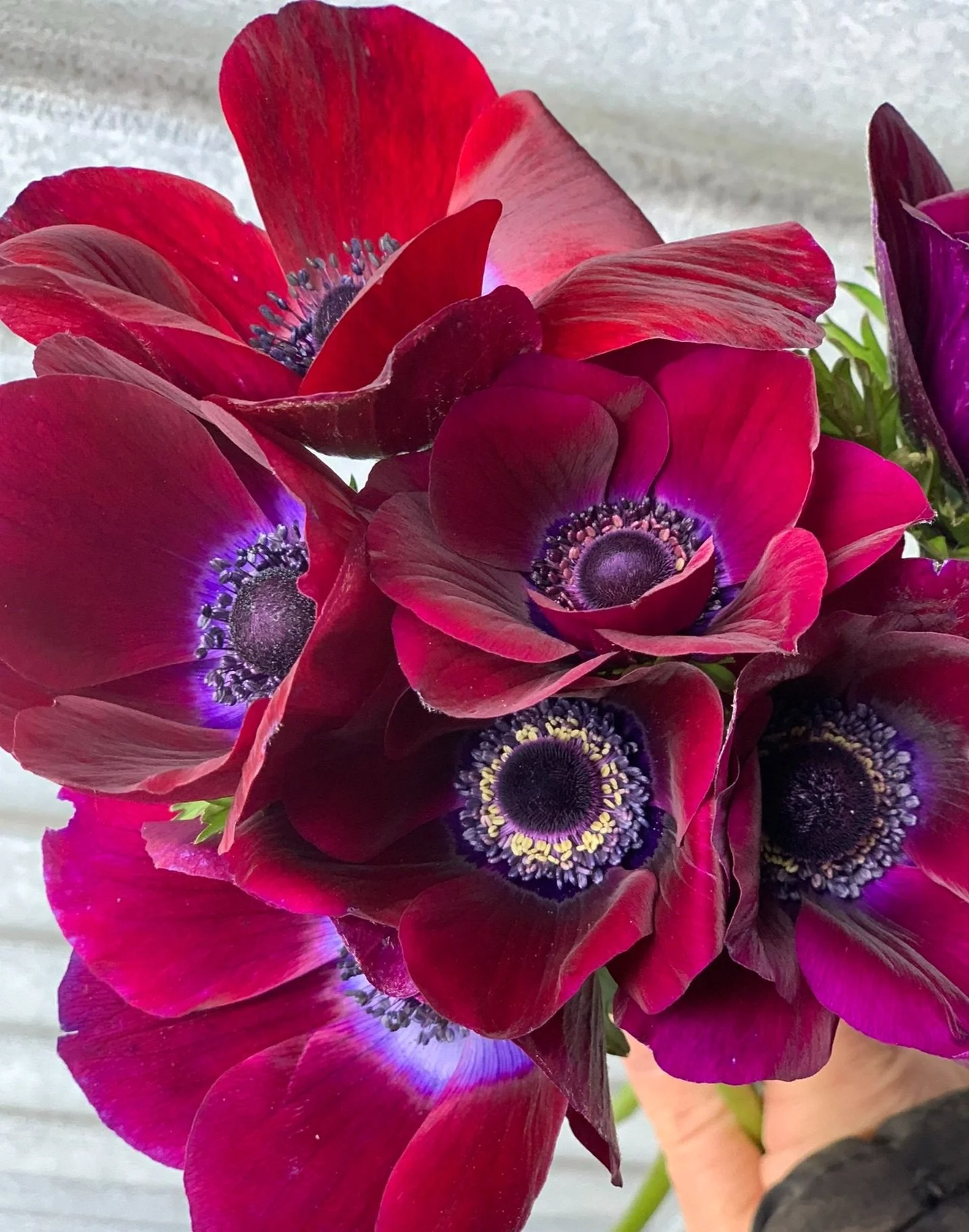 Store — The Rook Blooms