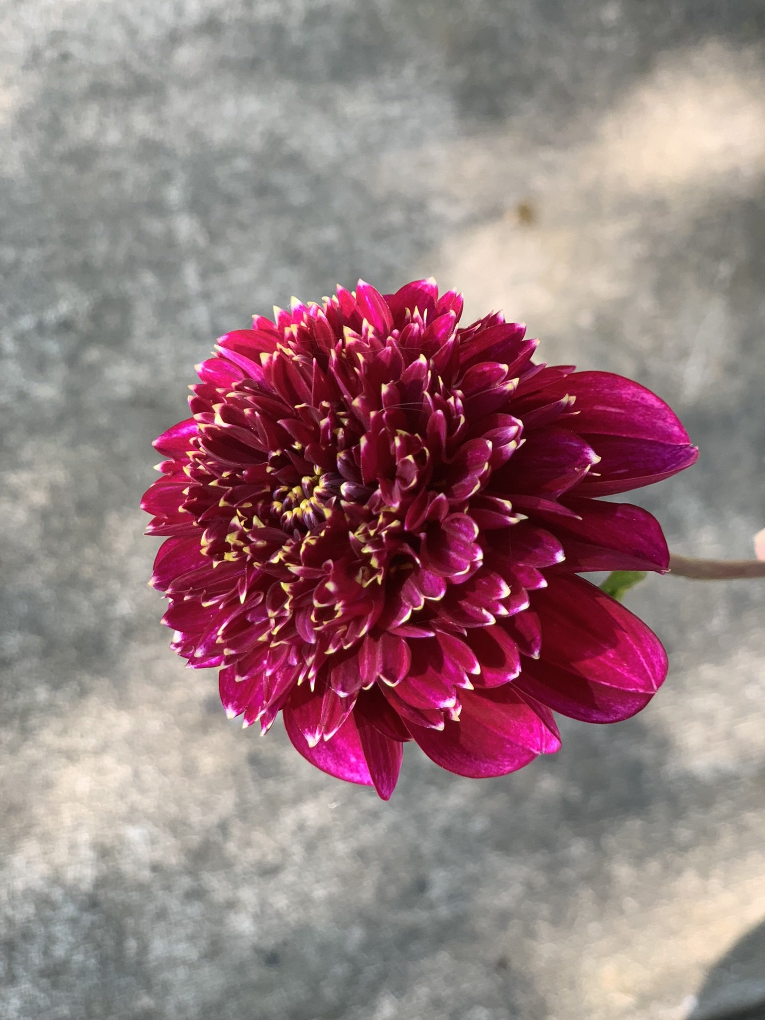 Penella — The Rook Blooms