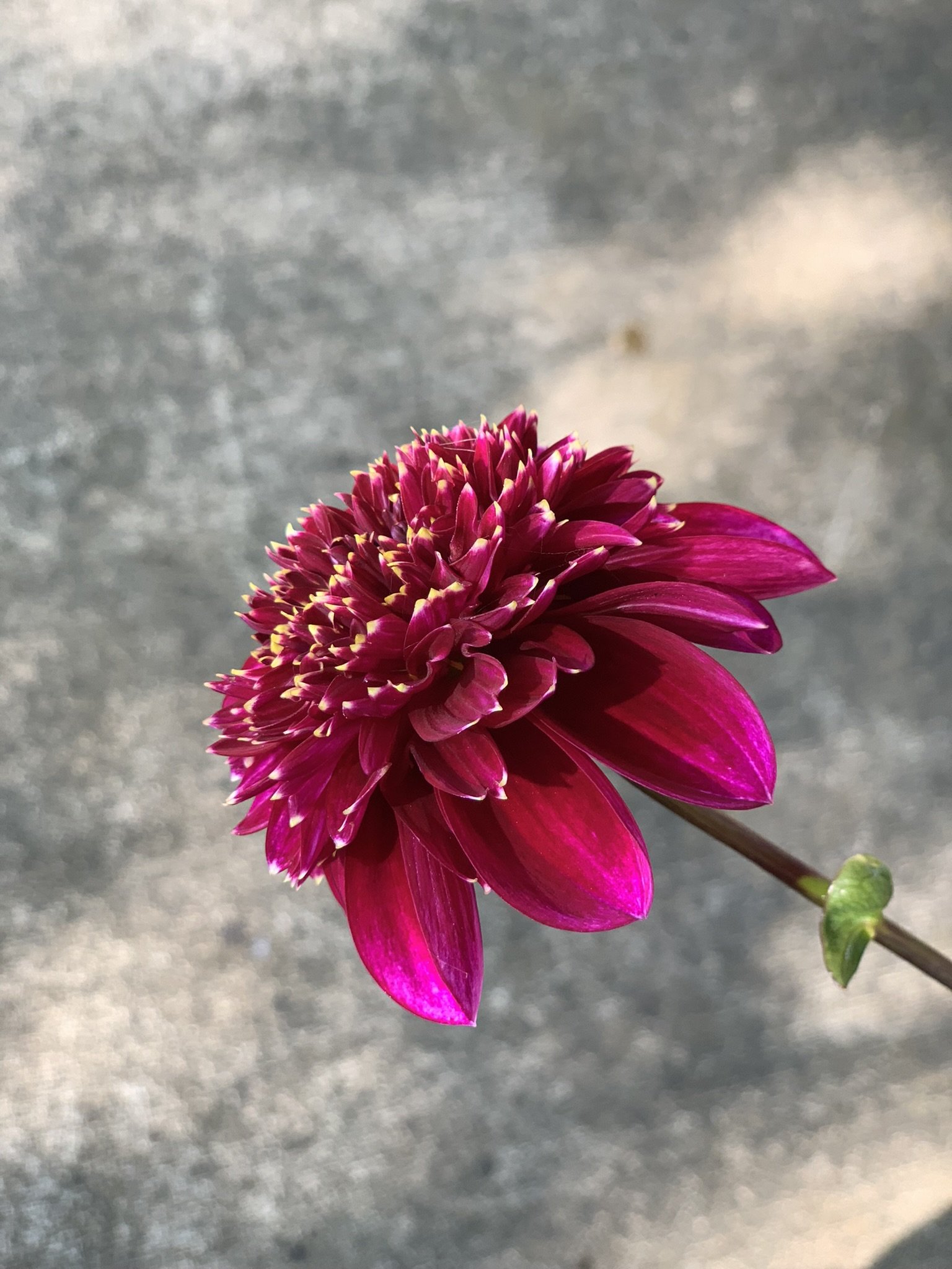 Penella — The Rook Blooms