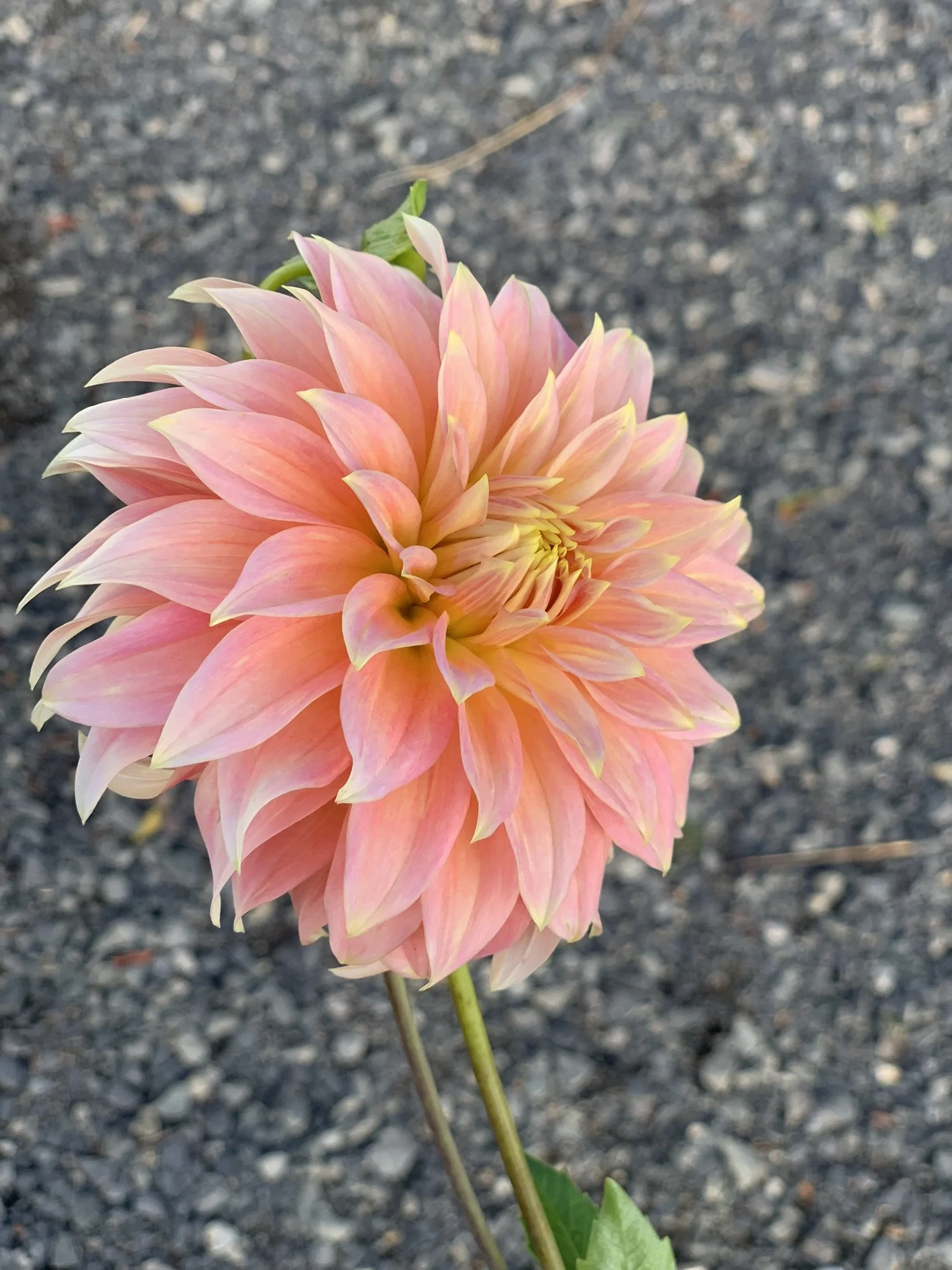 Cliffs Salmon — The Rook Blooms