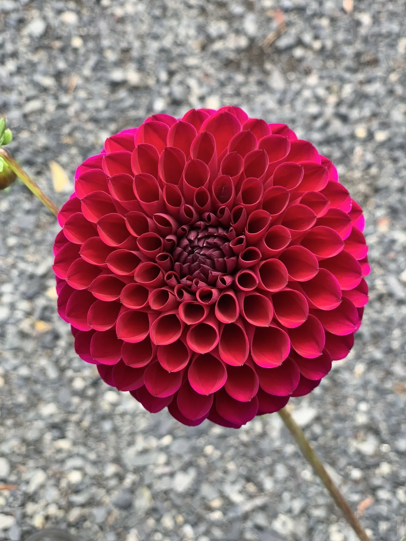 Jessie G — The Rook Blooms