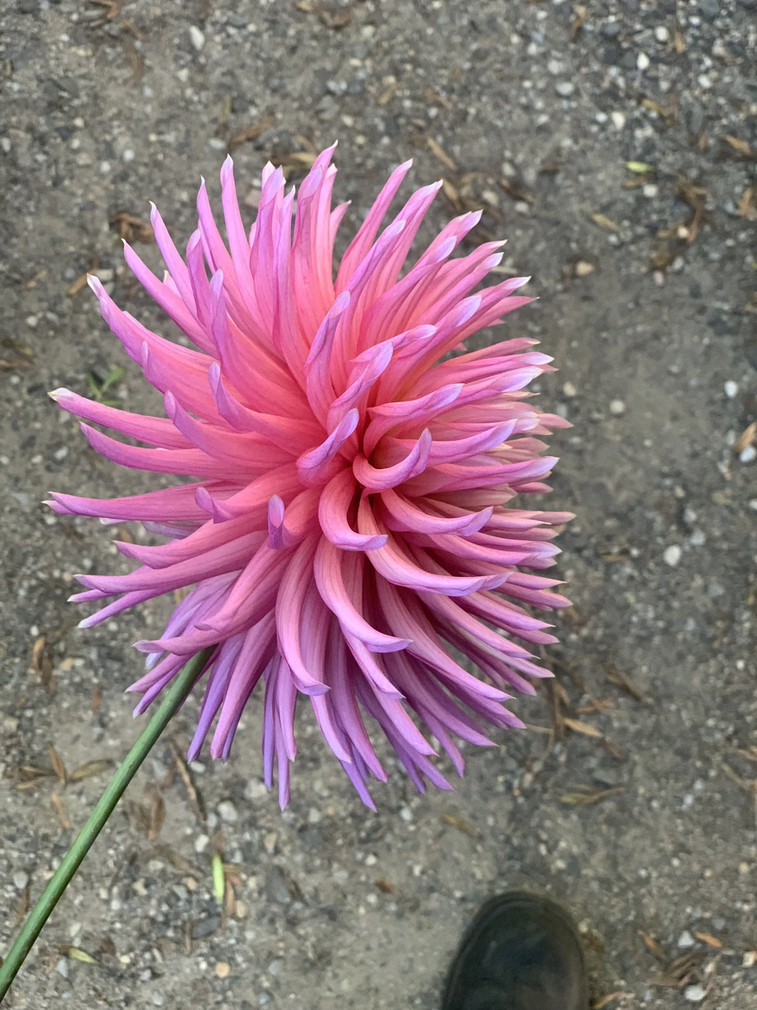 Susan French — The Rook Blooms