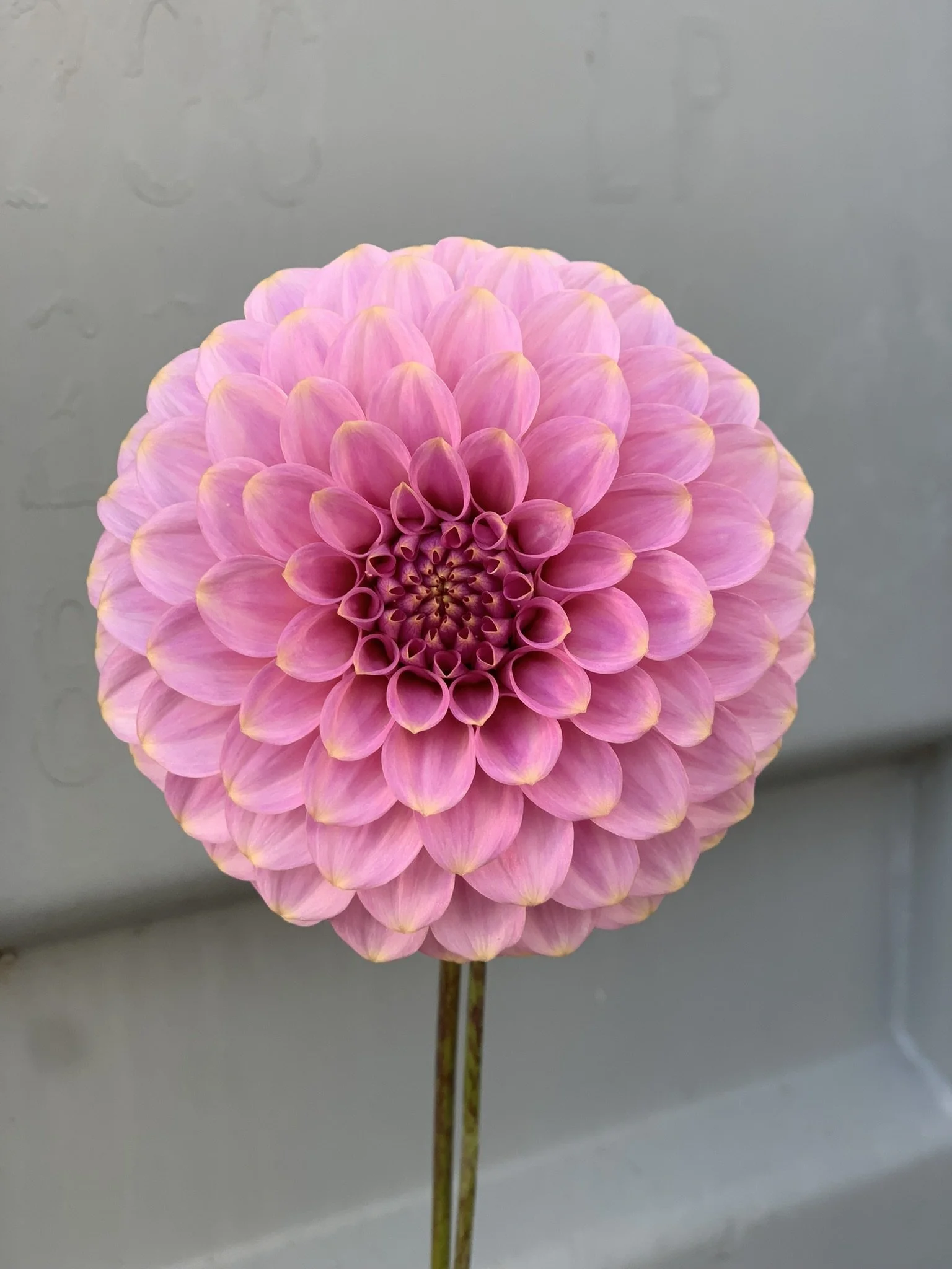 Florelie Oracle — The Rook Blooms