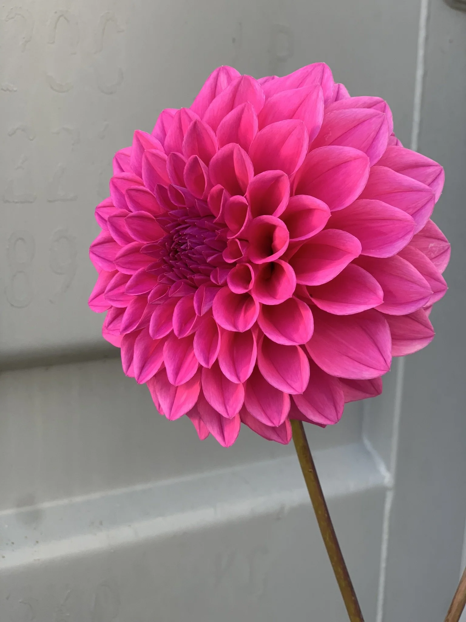 Brian R — The Rook Blooms