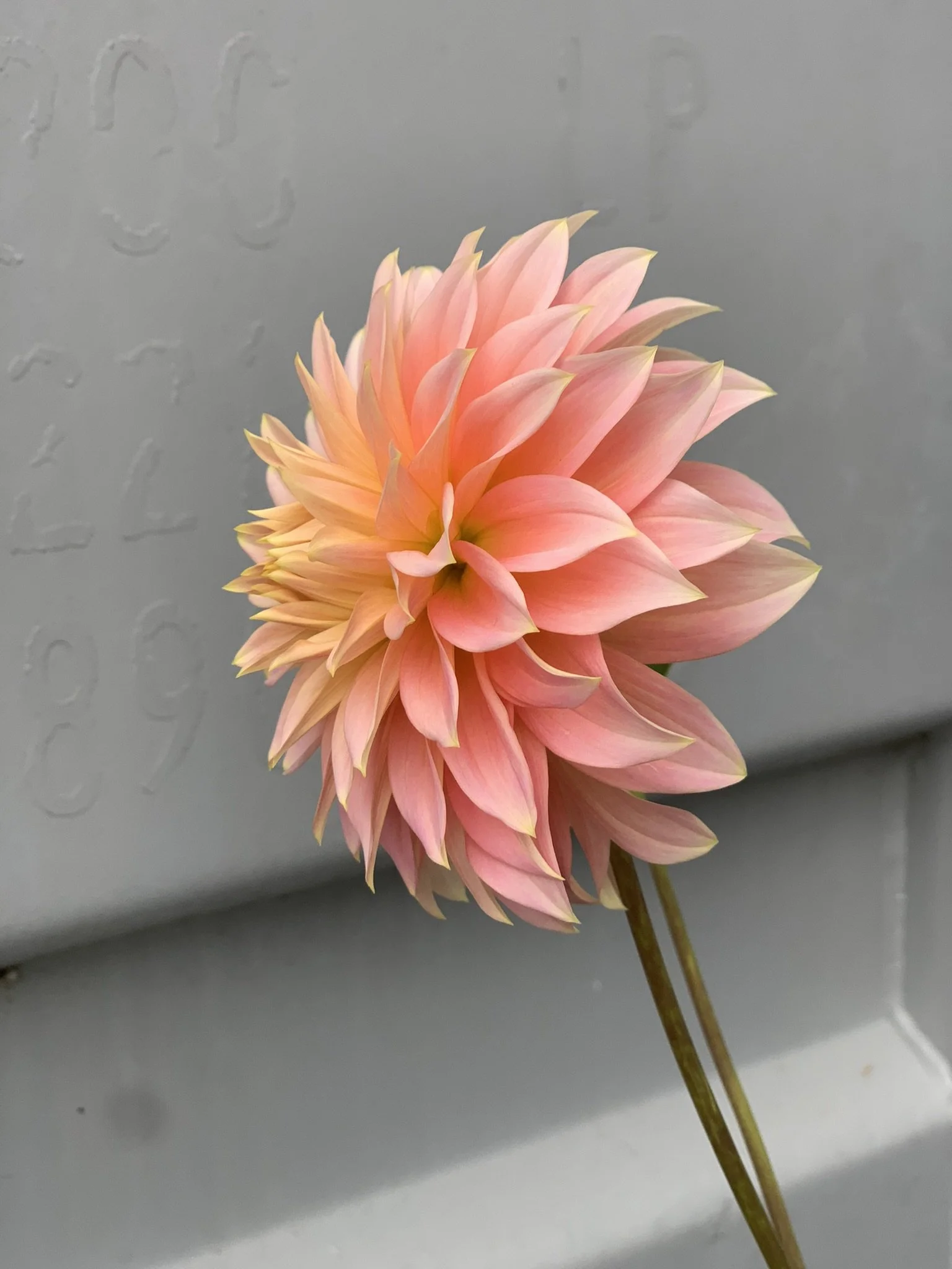 Cliffs Salmon — The Rook Blooms