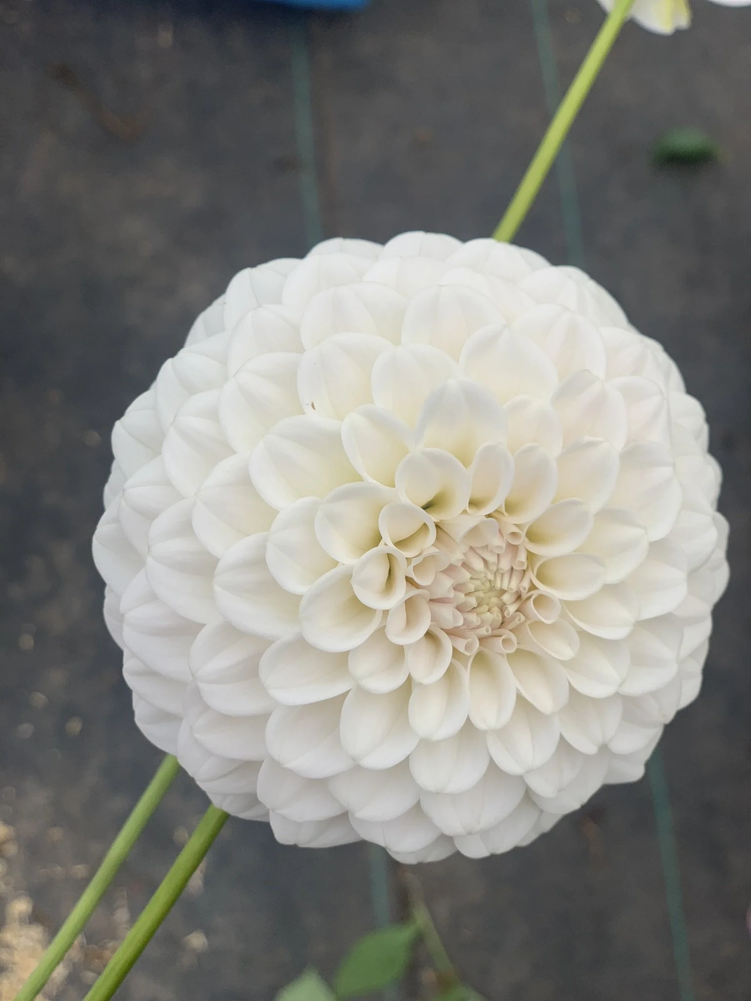 Glenmarc Francis — The Rook Blooms