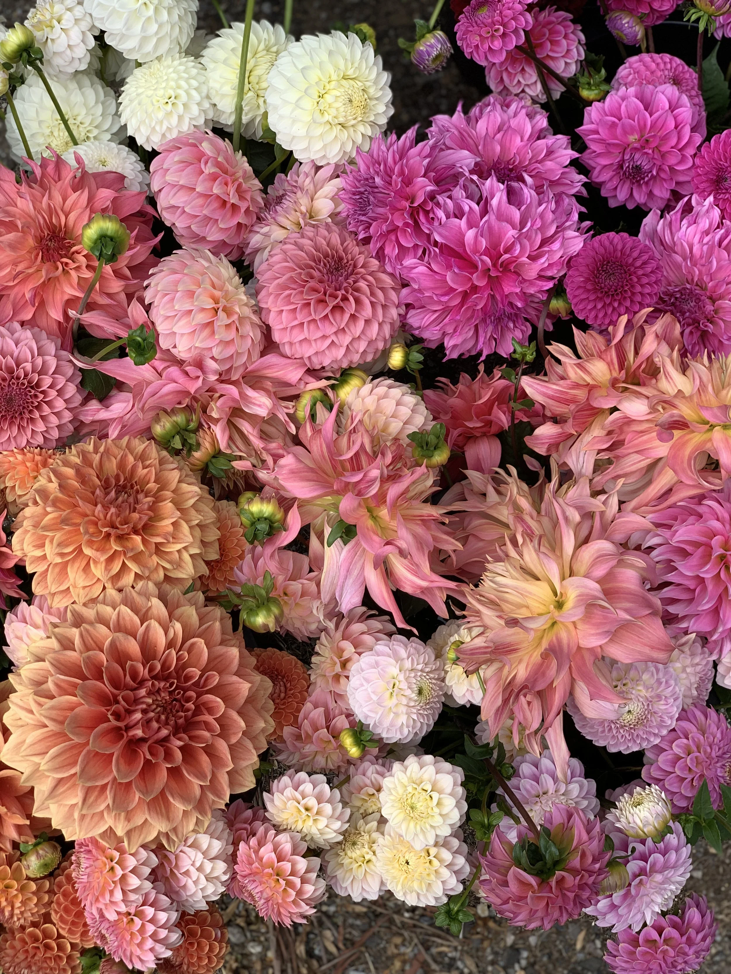 Store — The Rook Blooms