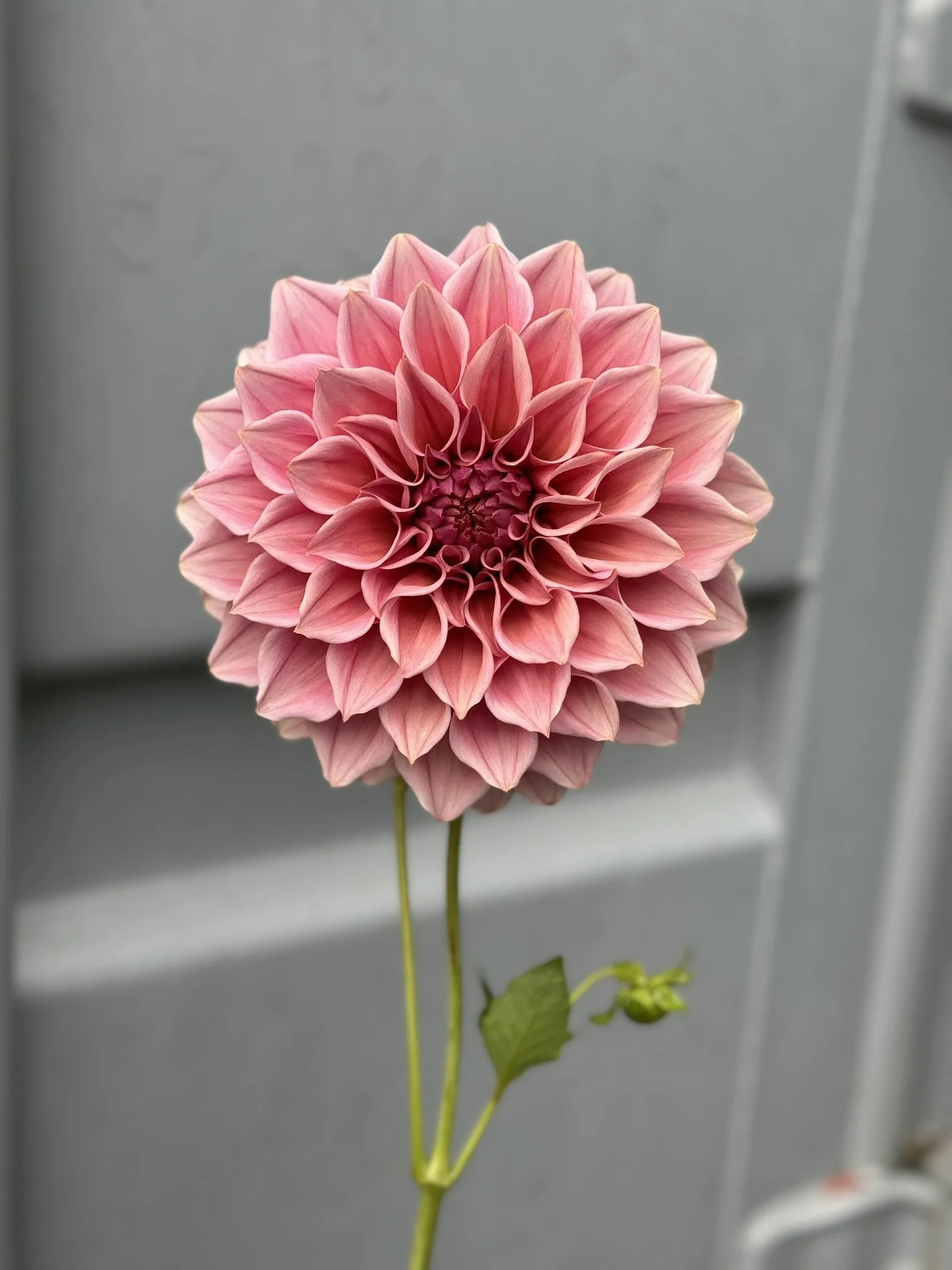 Formby Duke — The Rook Blooms