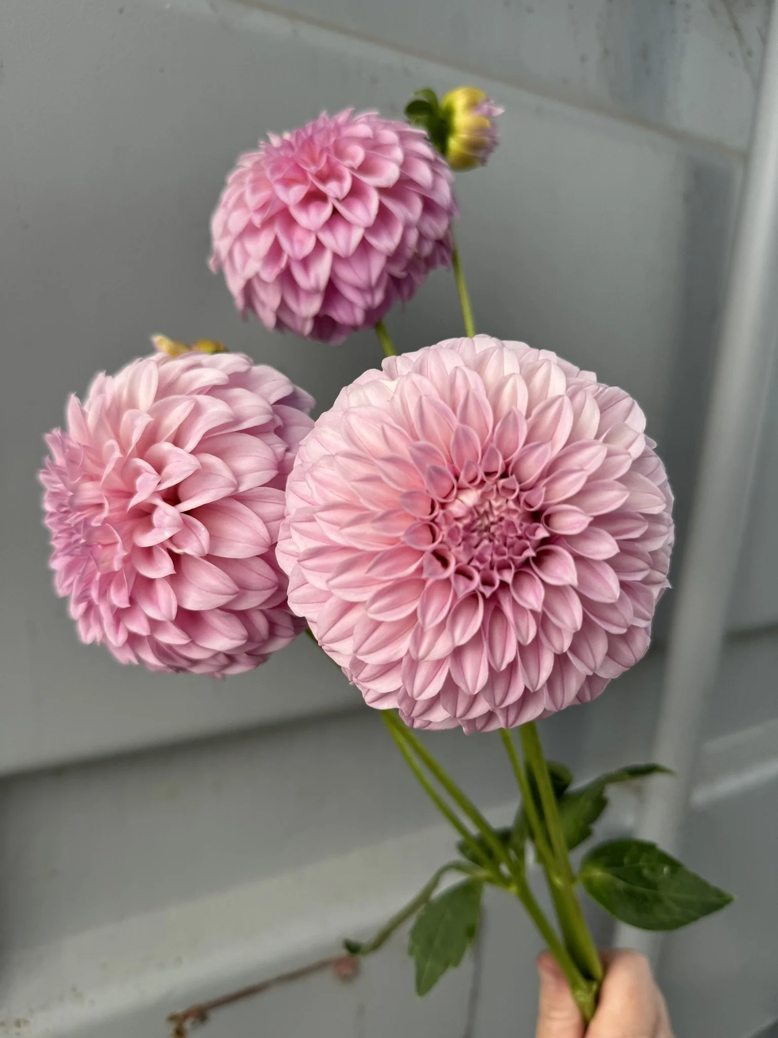 Mellum Nina — The Rook Blooms