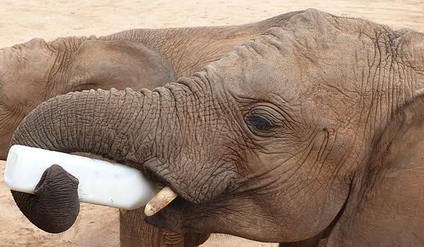 Sarara Tree - Fact Sheet — Bush & Beyond