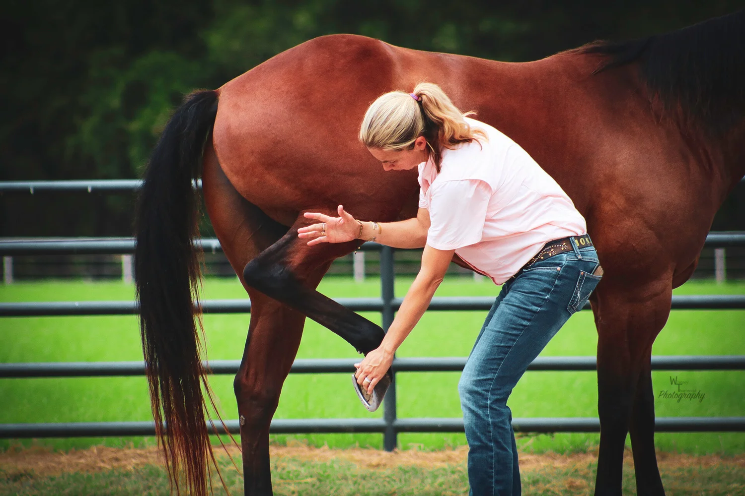 Equine Sports Medicine and Rehabilitation