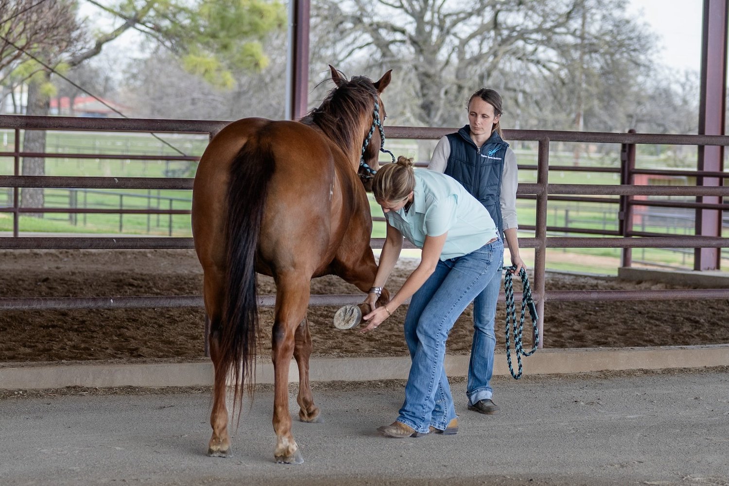 Equine Sports Medicine and Rehabilitation