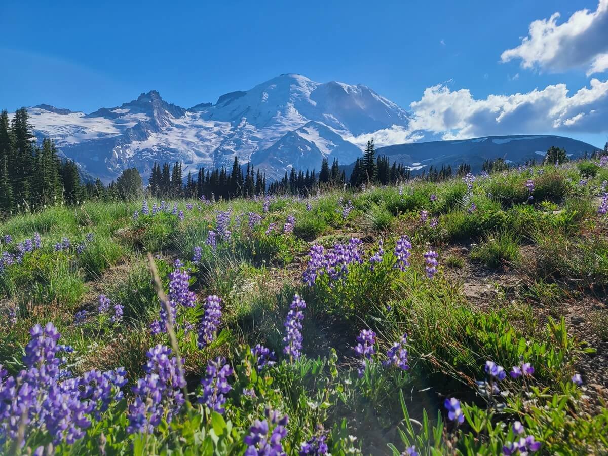 One Day in Mount Rainier National Park: Itinerary + Tips! — Dirty Shoes ...