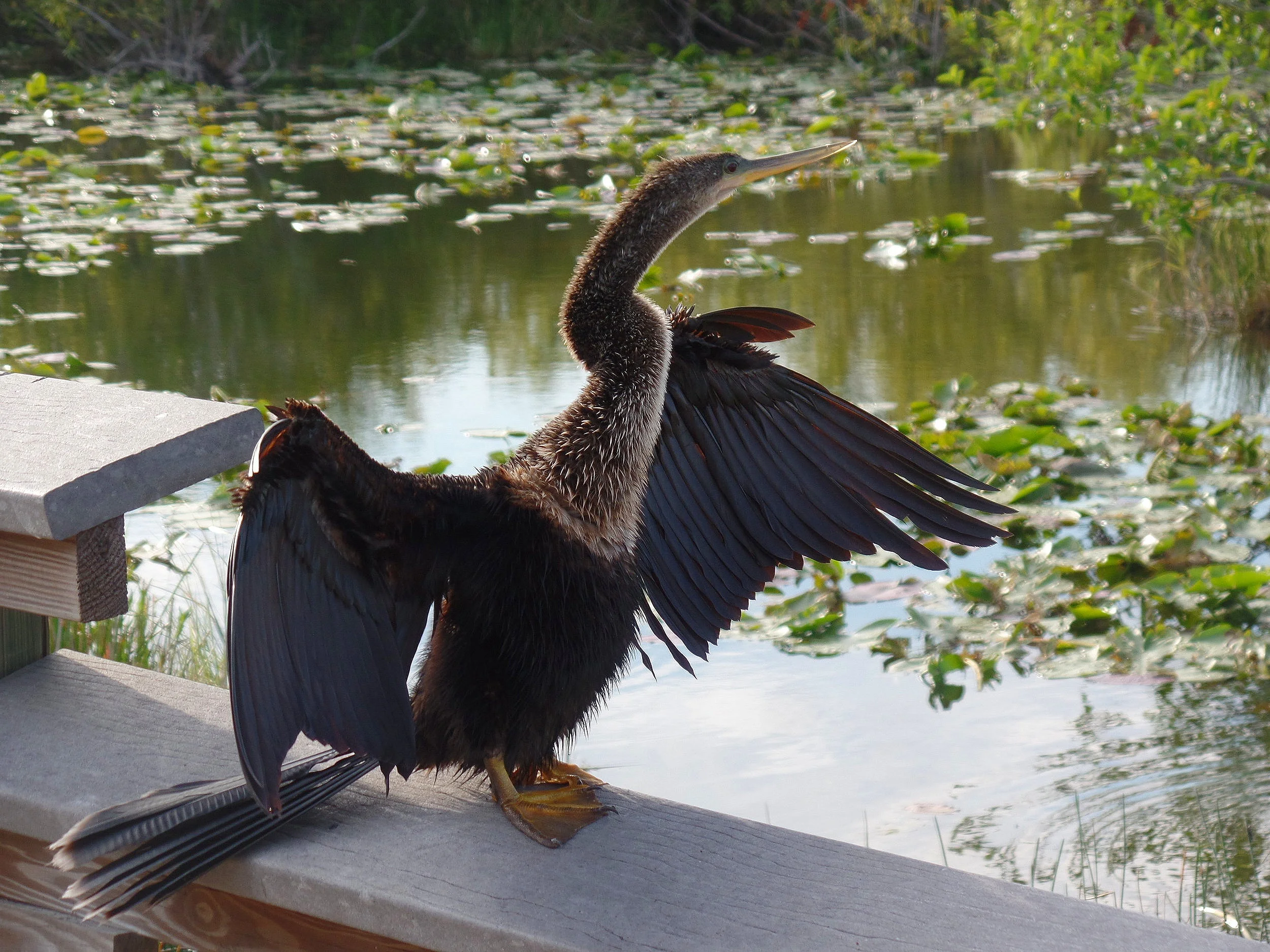 Best Places to See Wildlife - Everglades National Park — Dirty Shoes ...