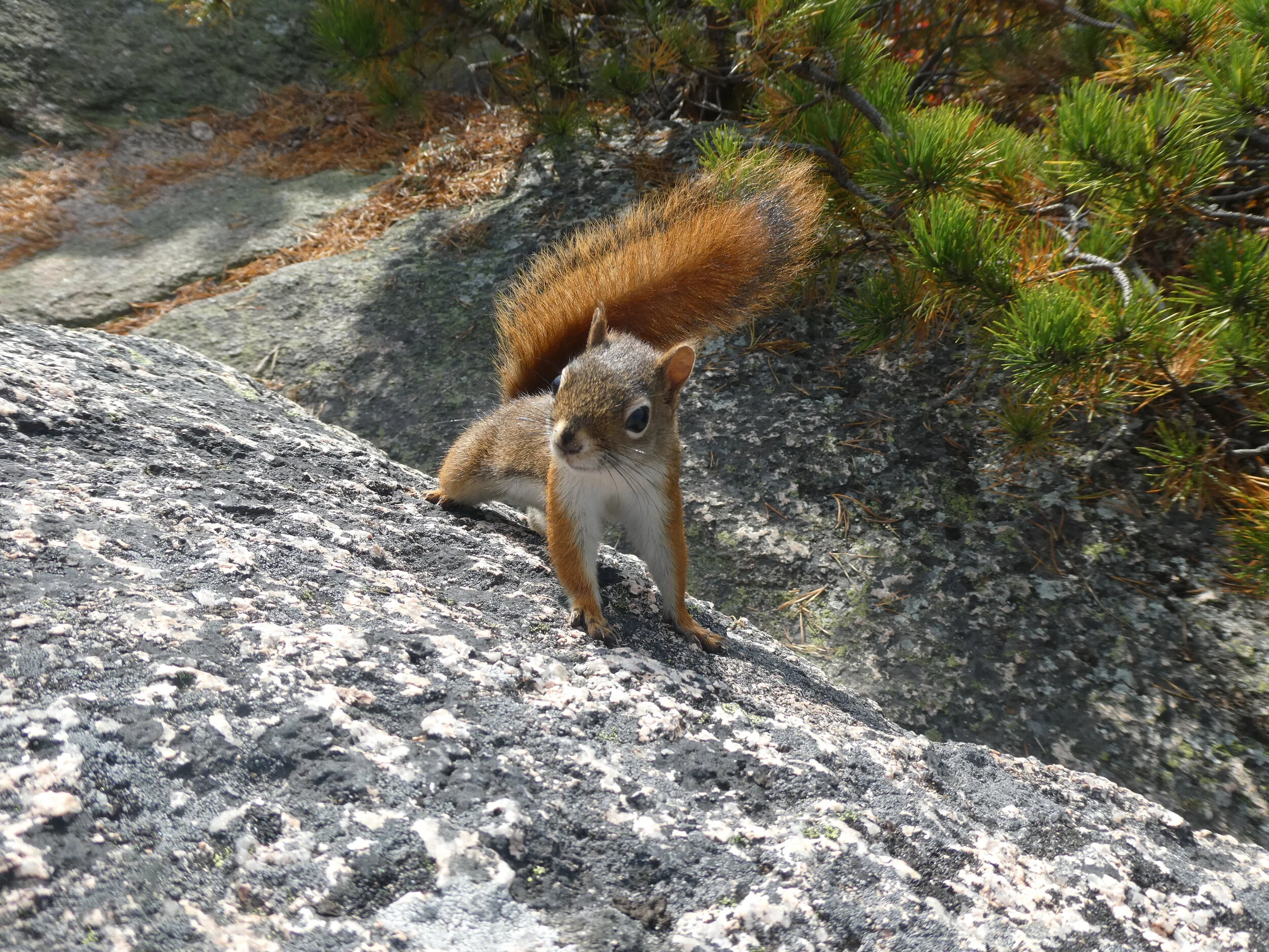 Hiking the Precipice Trail in Acadia National Park: A Complete Guide ...