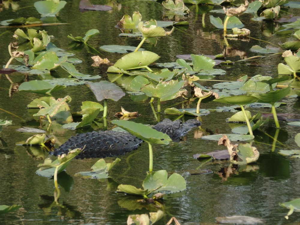Are Dogs Allowed In Everglades National Park