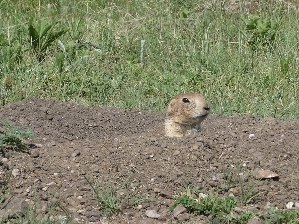Best Things to Do in Custer State Park (Plus One to Three Day Custer ...