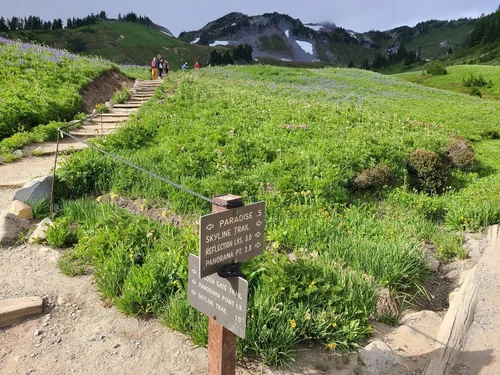 How to Hike the Skyline Loop Trail in Mount Rainier National Park ...