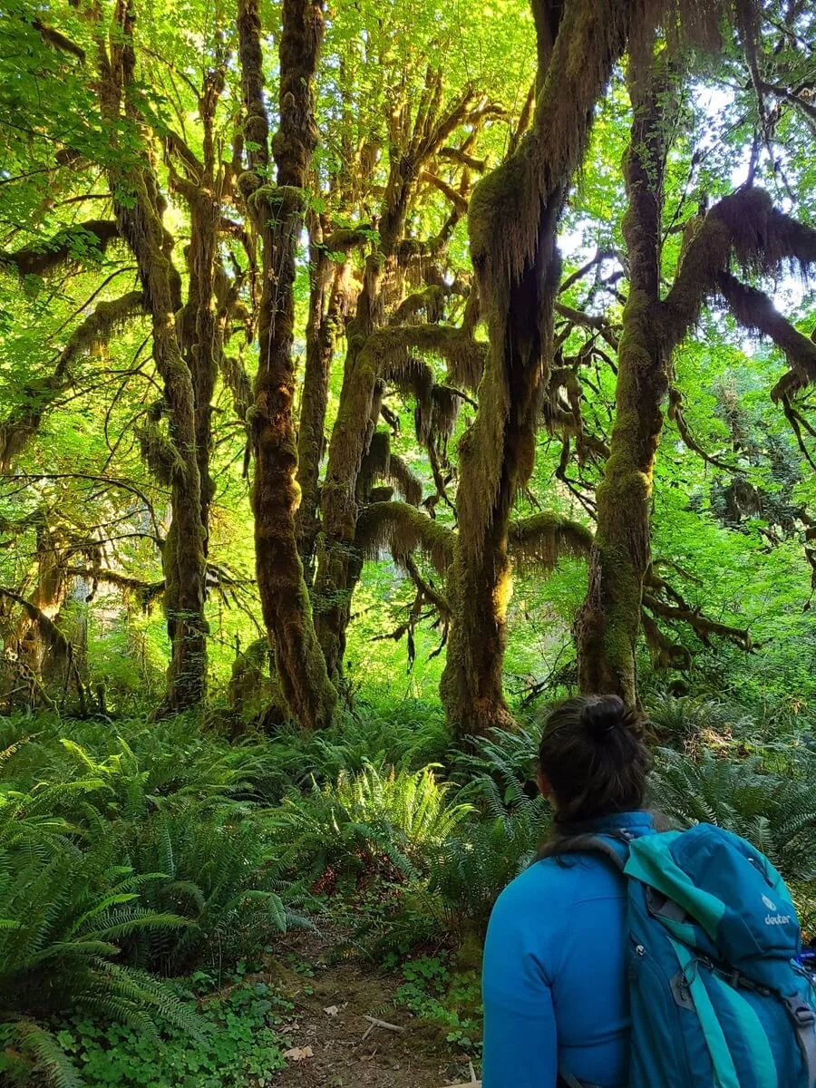 How to Visit the Hoh Rainforest in Olympic National Park: The Complete ...
