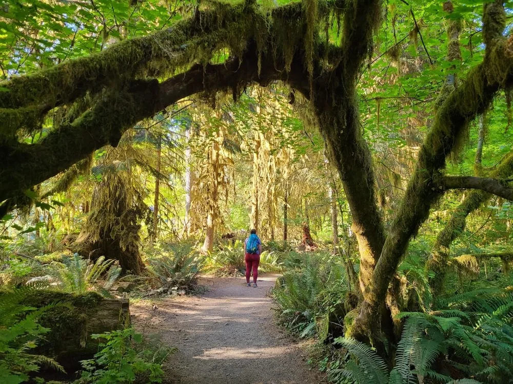 How to Visit the Hoh Rainforest in Olympic National Park: The Complete ...
