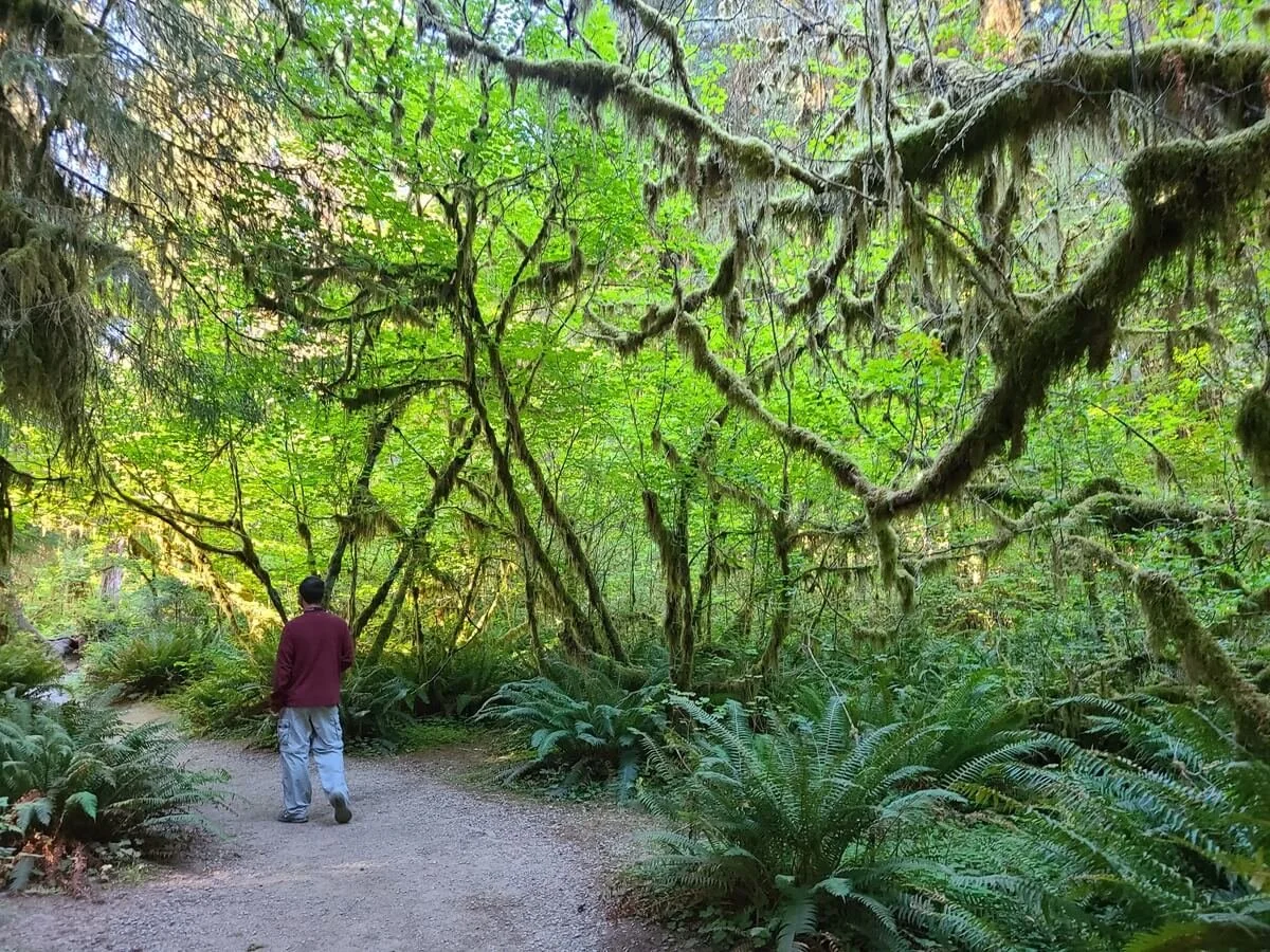 How to Visit the Hoh Rainforest in Olympic National Park: The Complete ...