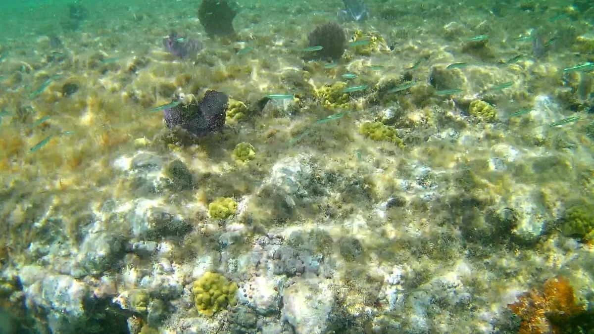 The Ultimate Guide to Waterlemon Cay on St. John — Dirty Shoes & Epic Views