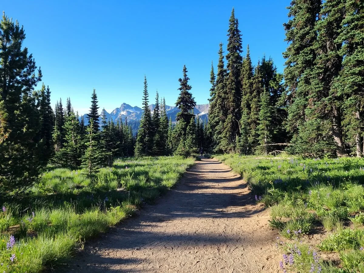How to Hike the Burroughs Mountain Trail in Mount Rainier National Park ...