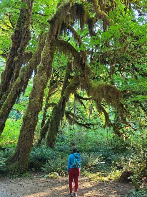 How to Visit the Hoh Rainforest in Olympic National Park: The Complete ...