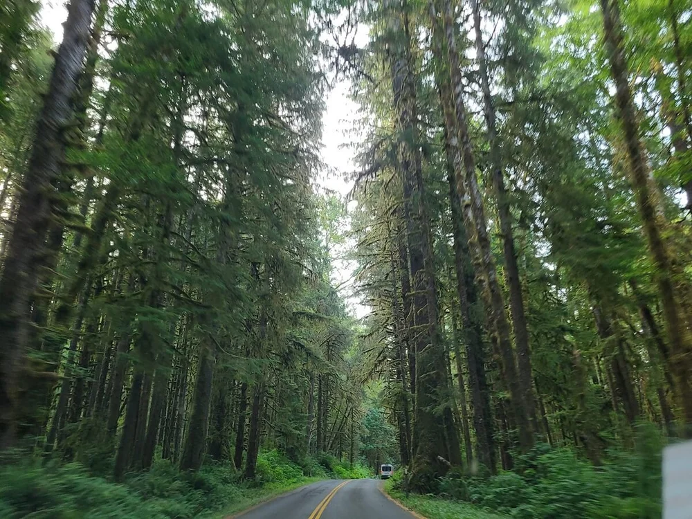 How to Visit the Hoh Rainforest in Olympic National Park: The Complete ...