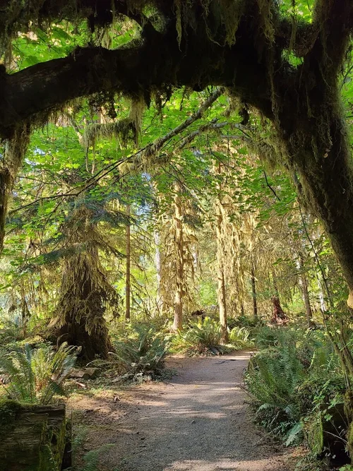 How to Visit the Hoh Rainforest in Olympic National Park: The Complete ...