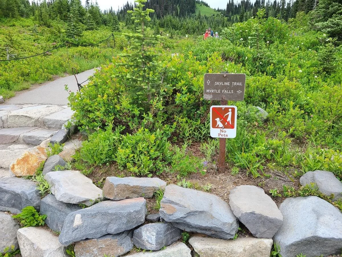 How to Hike the Skyline Loop Trail in Mount Rainier National Park ...