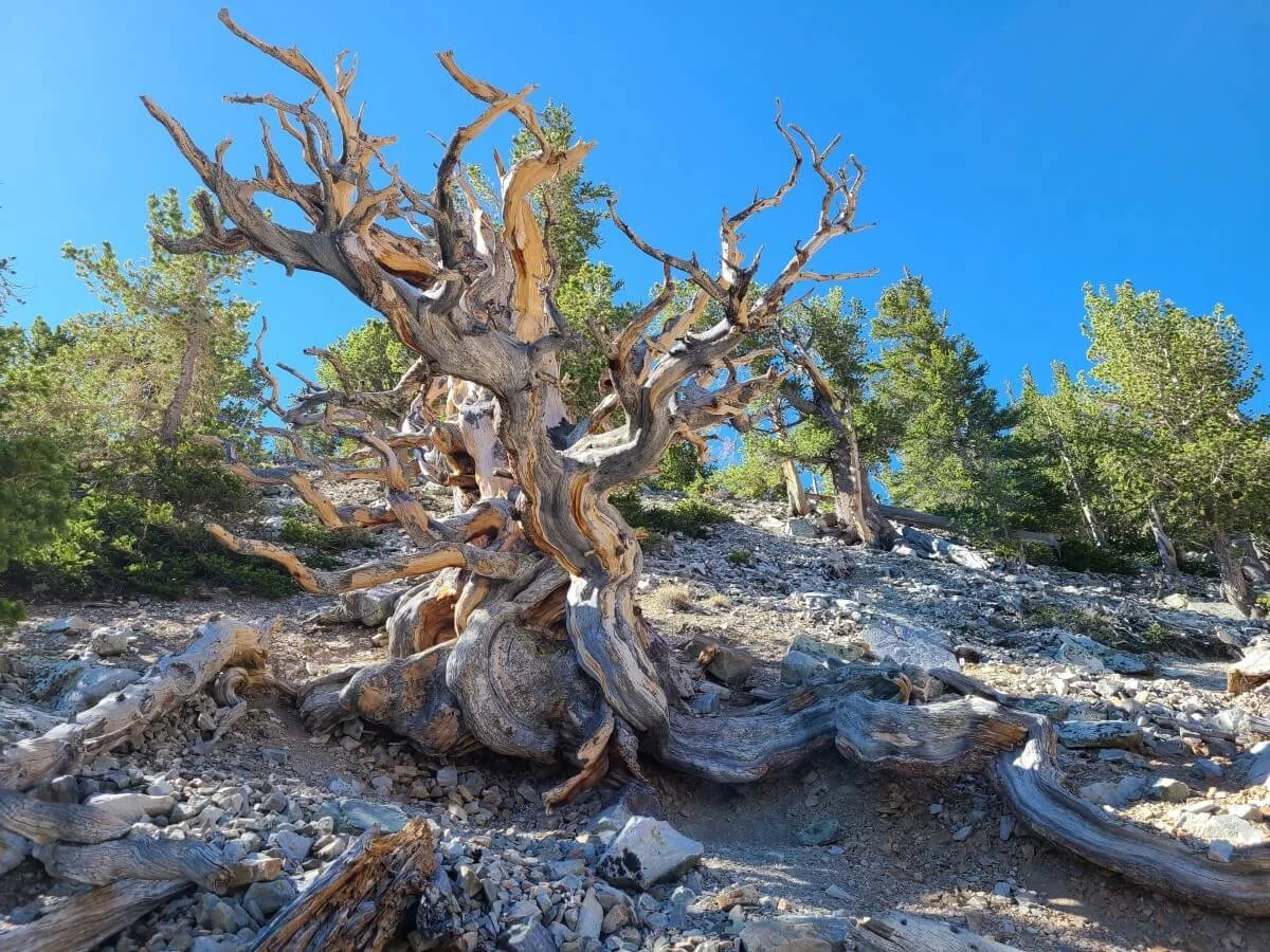 The Best Hike in Great Basin National Park- The Alpine Lakes Loop ...