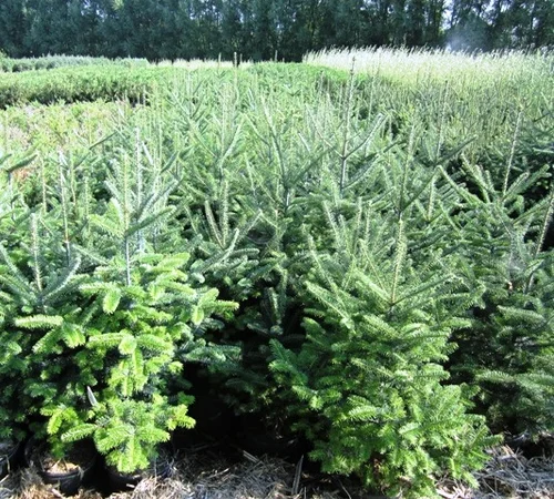 Windbreak Trees