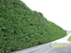 Techny Arborvitae — Windbreak Trees