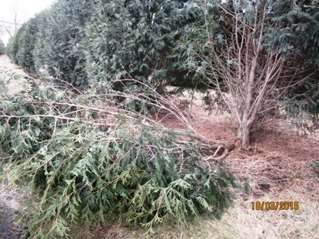 Techny Arborvitae — Windbreak Trees