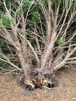 Techny Arborvitae — Windbreak Trees