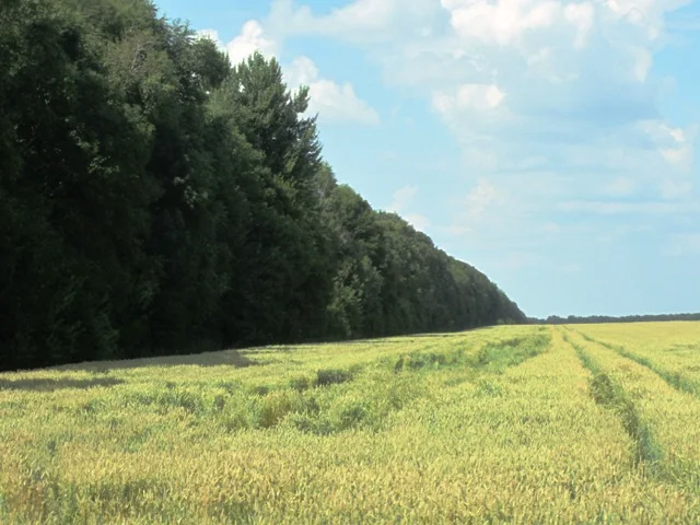 Windbreaks around the World — Windbreak Trees