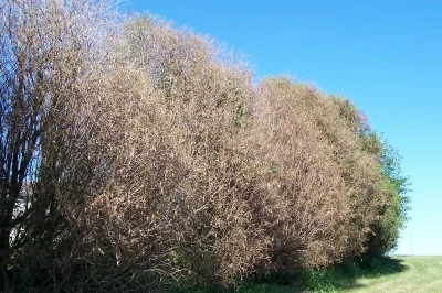 Techny Arborvitae — Windbreak Trees