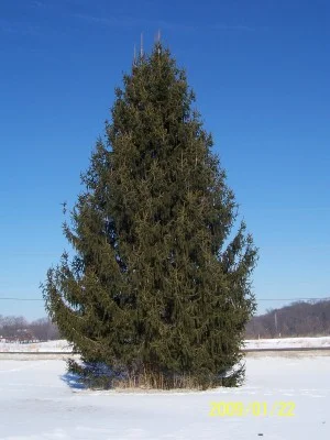 Norway Spruce — Windbreak Trees
