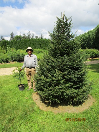 Norway Spruce — Windbreak Trees