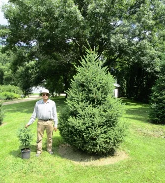 White Spruce — Windbreak Trees