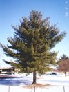 White Pine — Windbreak Trees