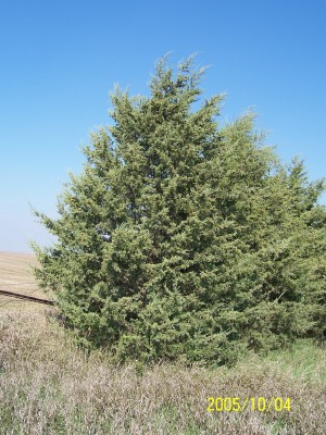 Eastern Red Cedar — Windbreak Trees