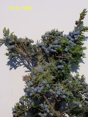 Eastern Red Cedar — Windbreak Trees