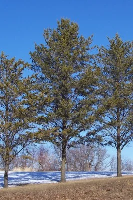 Jack Pine — Windbreak Trees