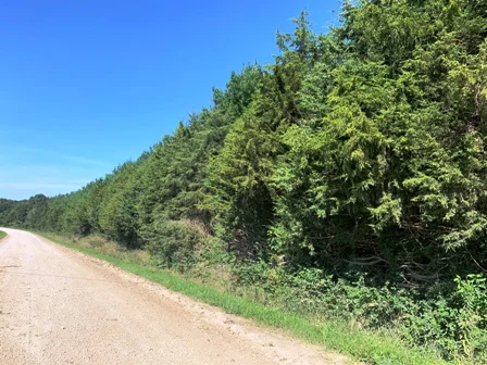 Eastern Red Cedar — Windbreak Trees
