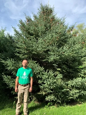 White Spruce — Windbreak Trees