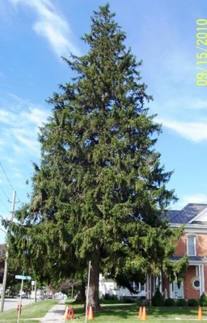 Windbreak Trees